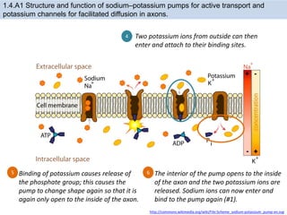1.4 Part 1 - Cell Transport | PPT