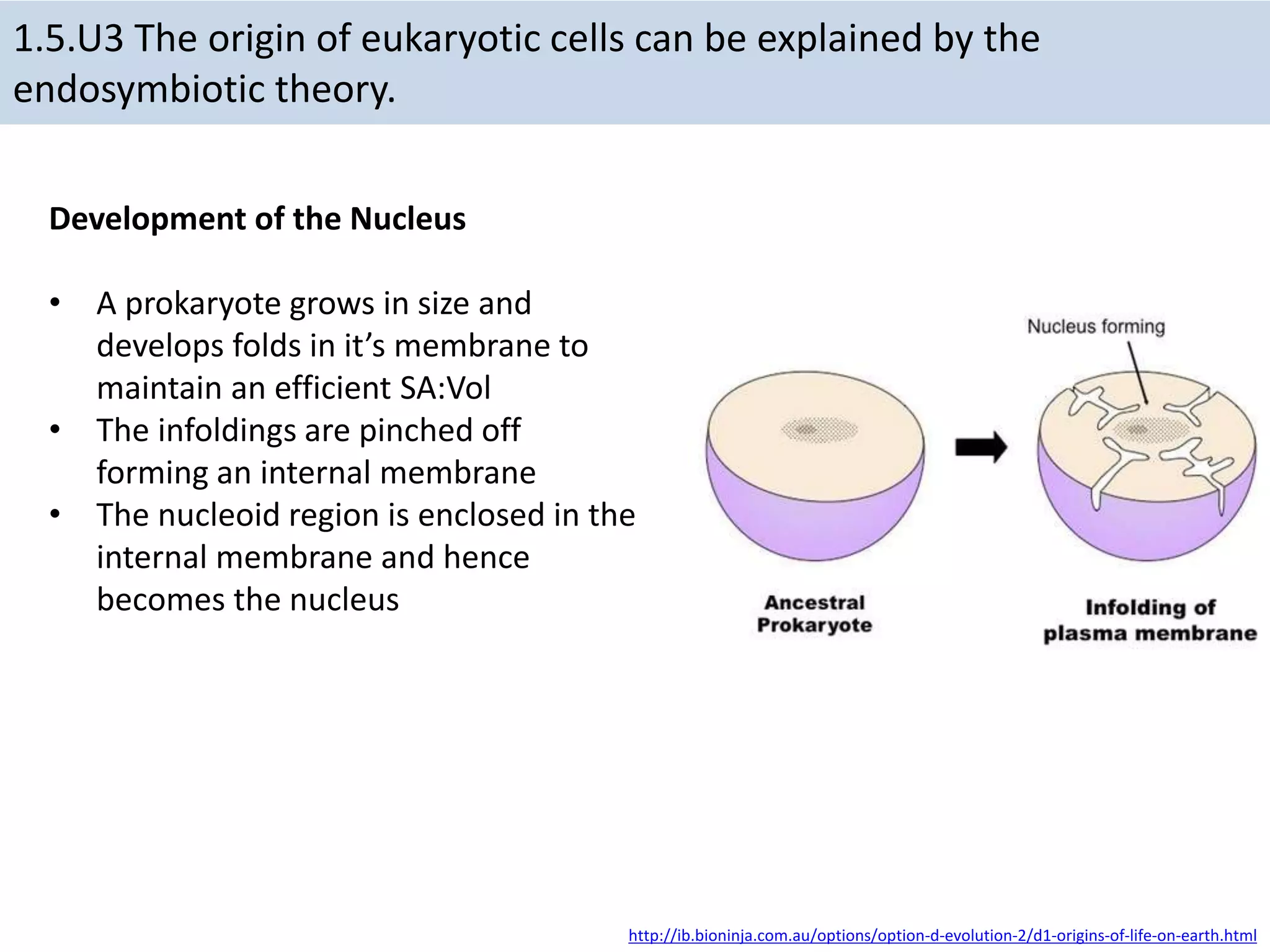 IB Topic 1.5 Cell Origins | PPTX