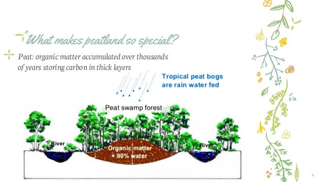 Protection and management of peatland ecosystem