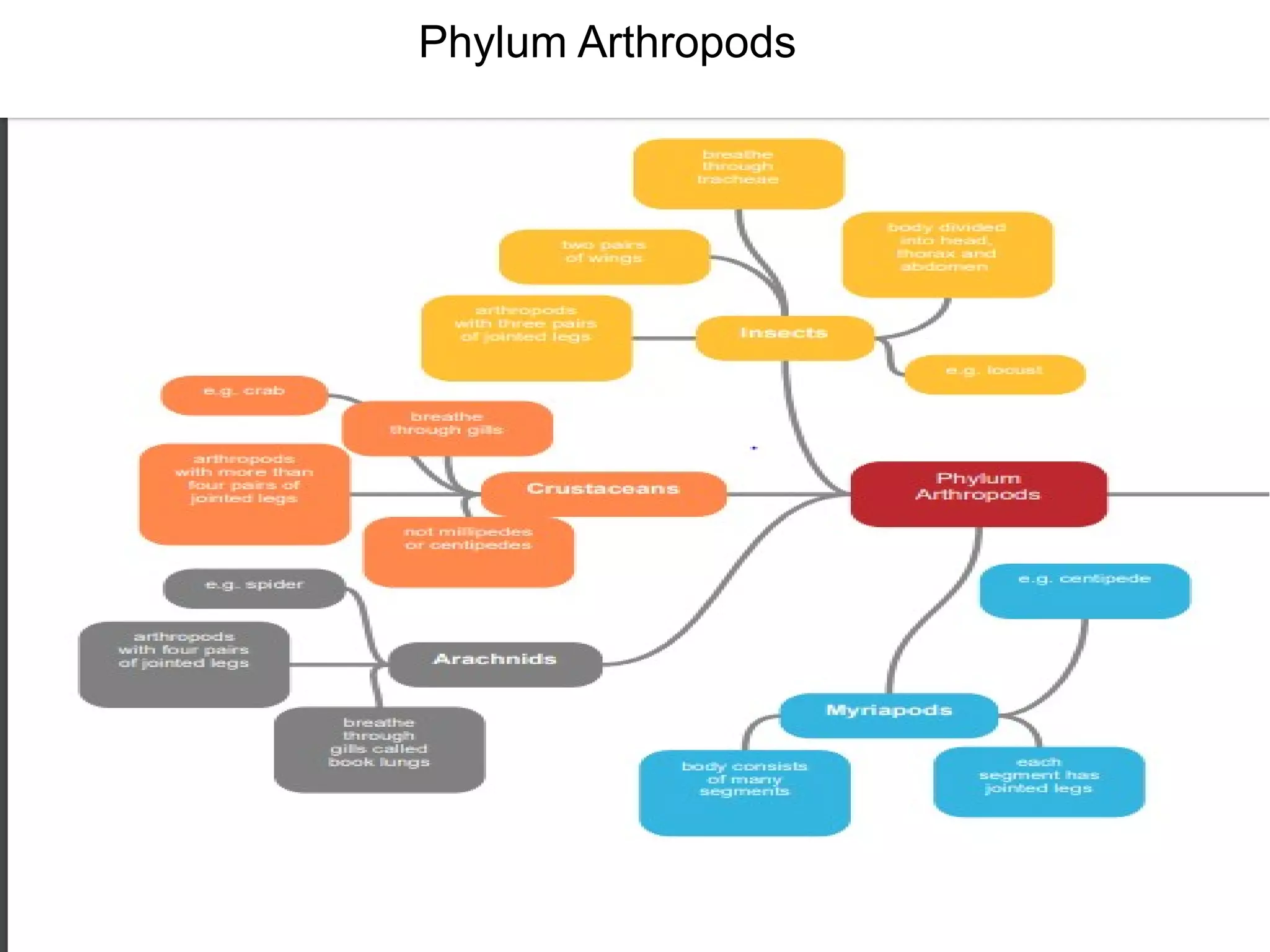 classifying animals & phylum arthropods / classifying plants ...