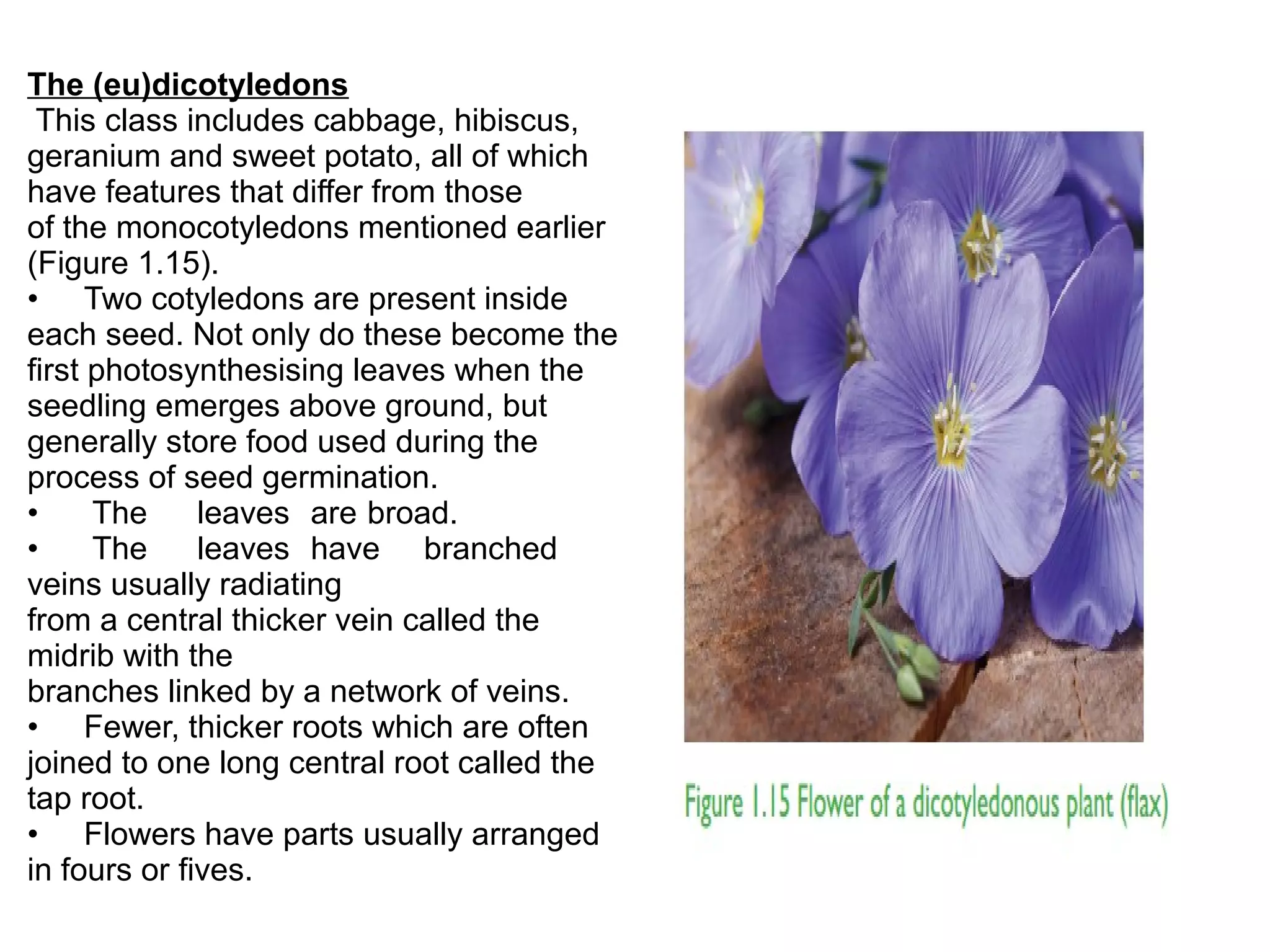 classifying animals & phylum arthropods / classifying plants ...