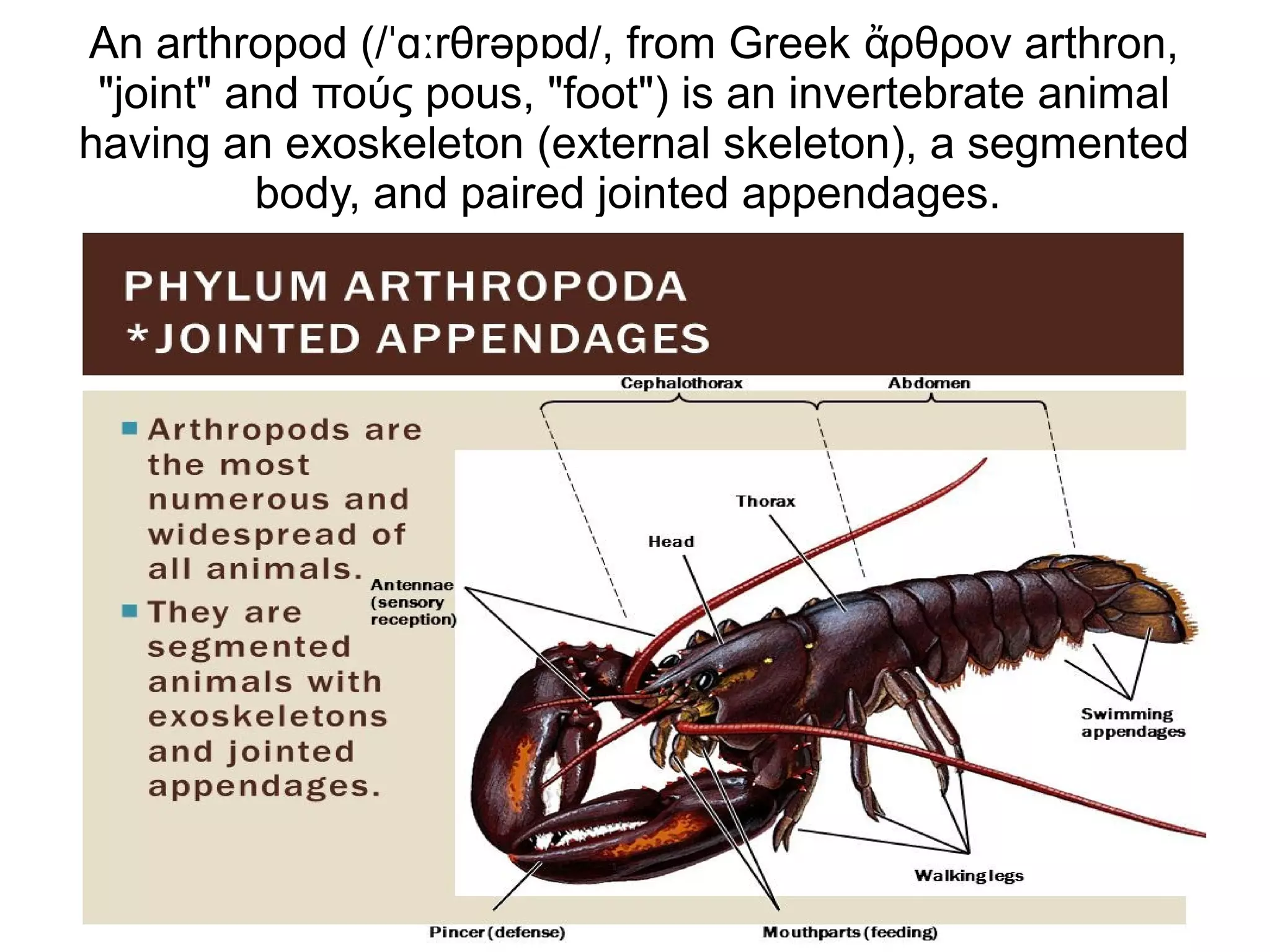 classifying animals & phylum arthropods / classifying plants ...