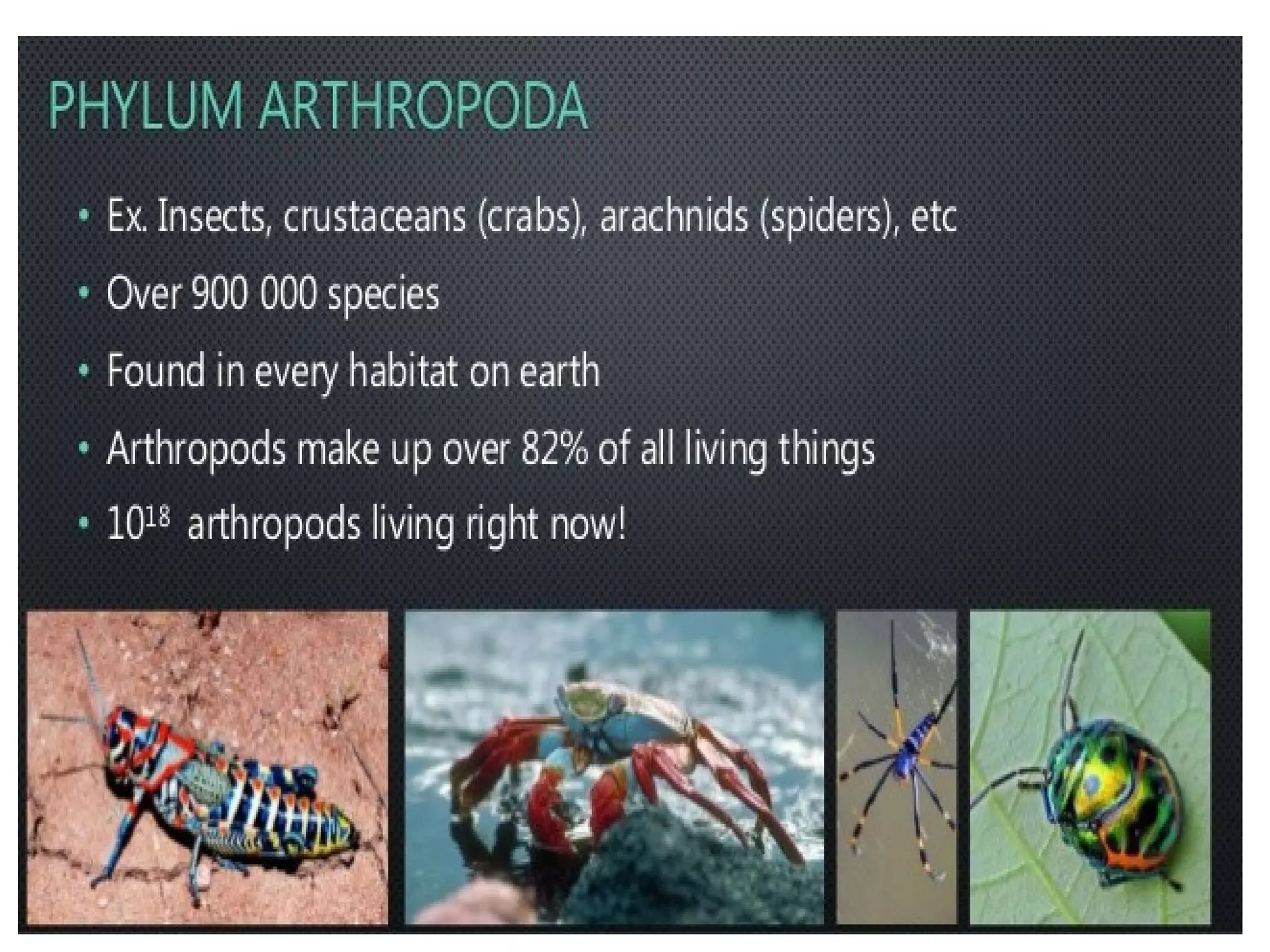 classifying animals & phylum arthropods / classifying plants ...