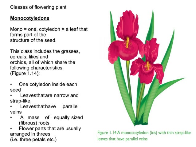 classifying animals & phylum arthropods / classifying plants ...