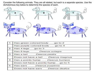classifying animals & phylum arthropods / classifying plants ...