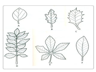 classifying animals & phylum arthropods / classifying plants ...