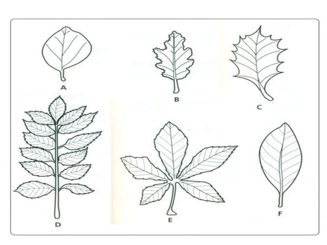 classifying animals & phylum arthropods / classifying plants ...