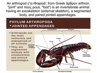 classifying animals & phylum arthropods / classifying plants ...