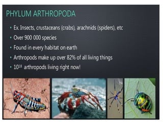 classifying animals & phylum arthropods / classifying plants ...