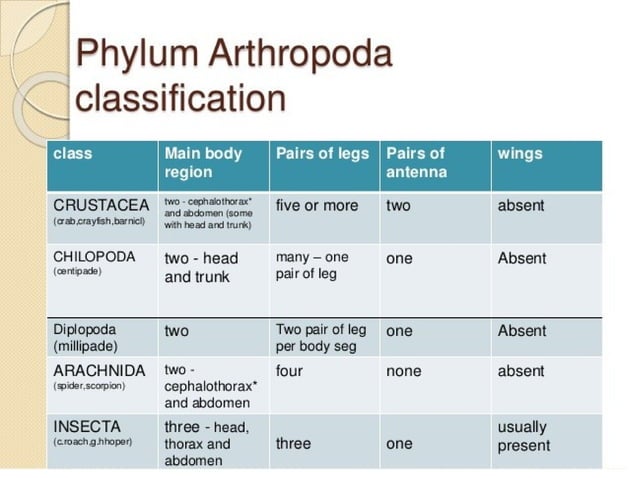classifying animals & phylum arthropods / classifying plants ...