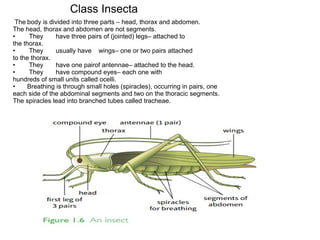 classifying animals & phylum arthropods / classifying plants ...