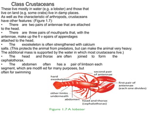 classifying animals & phylum arthropods / classifying plants ...
