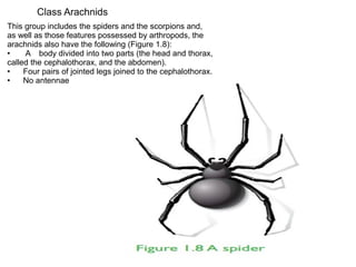 classifying animals & phylum arthropods / classifying plants ...
