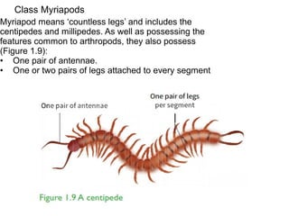 classifying animals & phylum arthropods / classifying plants ...