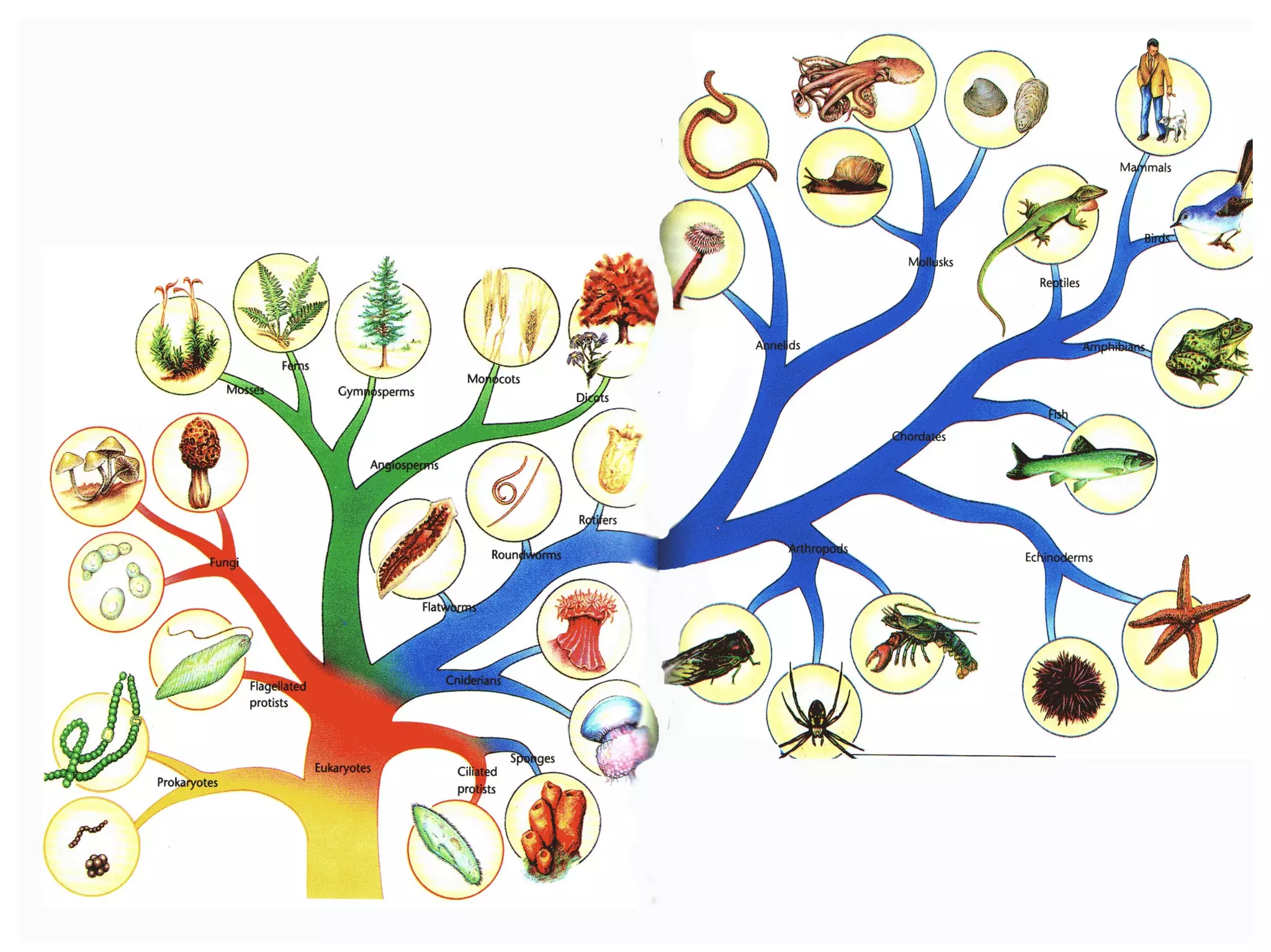 IGCSE Biology - classifying animals phylum vertebrates - five classes ...