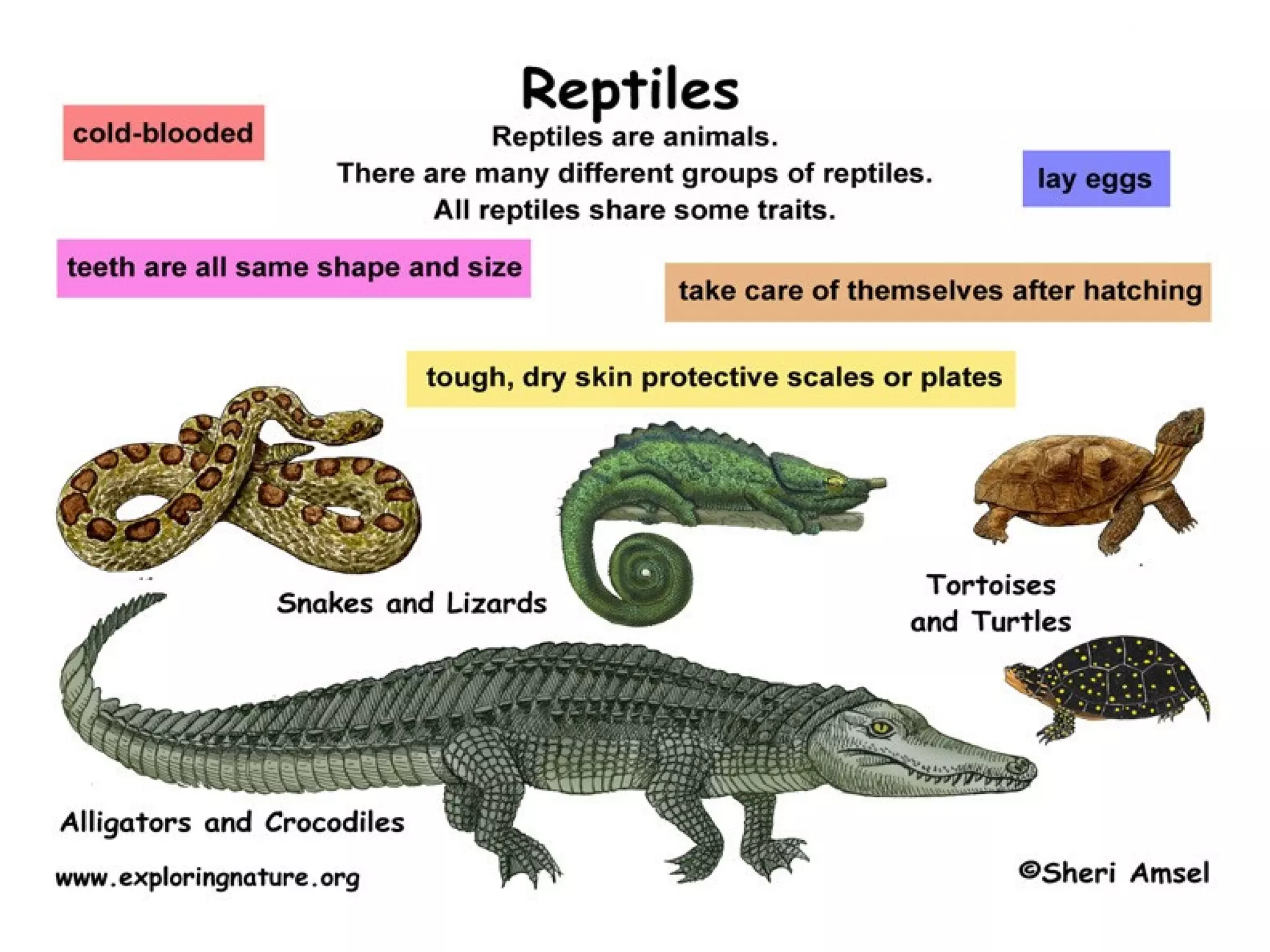 IGCSE Biology - classifying animals phylum vertebrates - five classes | ODP