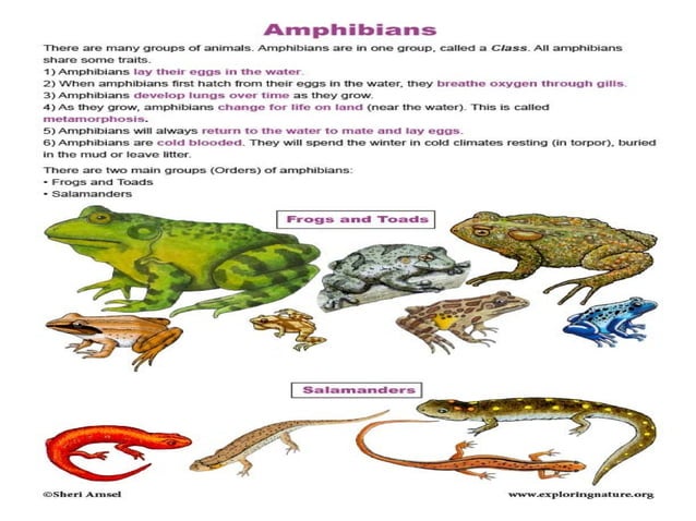 IGCSE Biology - classifying animals phylum vertebrates - five classes ...