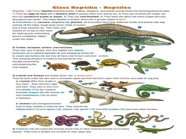 IGCSE Biology - classifying animals phylum vertebrates - five classes ...