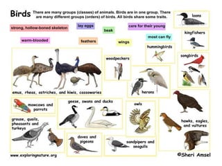 IGCSE Biology - classifying animals phylum vertebrates - five classes | ODP