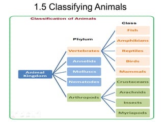 IGCSE Biology - classifying animals phylum vertebrates - five classes | ODP