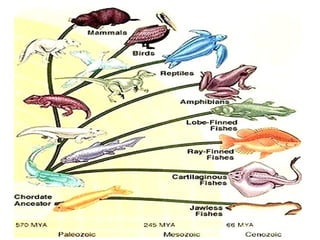 IGCSE Biology - classifying animals phylum vertebrates - five classes | ODP
