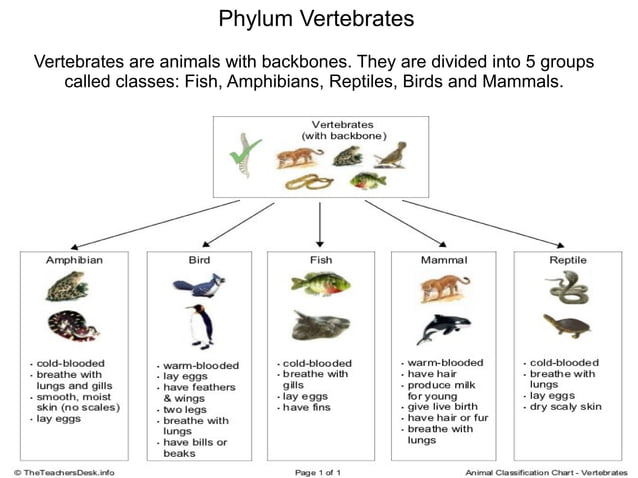IGCSE Biology - classifying animals phylum vertebrates - five classes ...