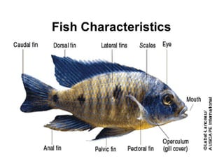 IGCSE Biology - classifying animals phylum vertebrates - five classes | ODP