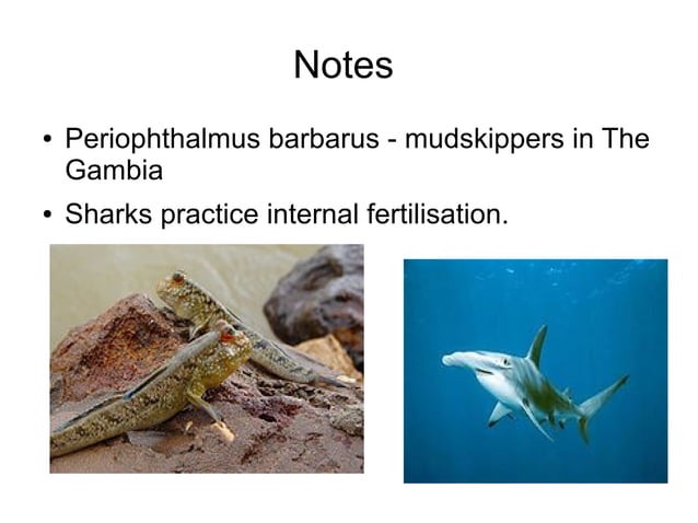 IGCSE Biology - classifying animals phylum vertebrates - five classes ...