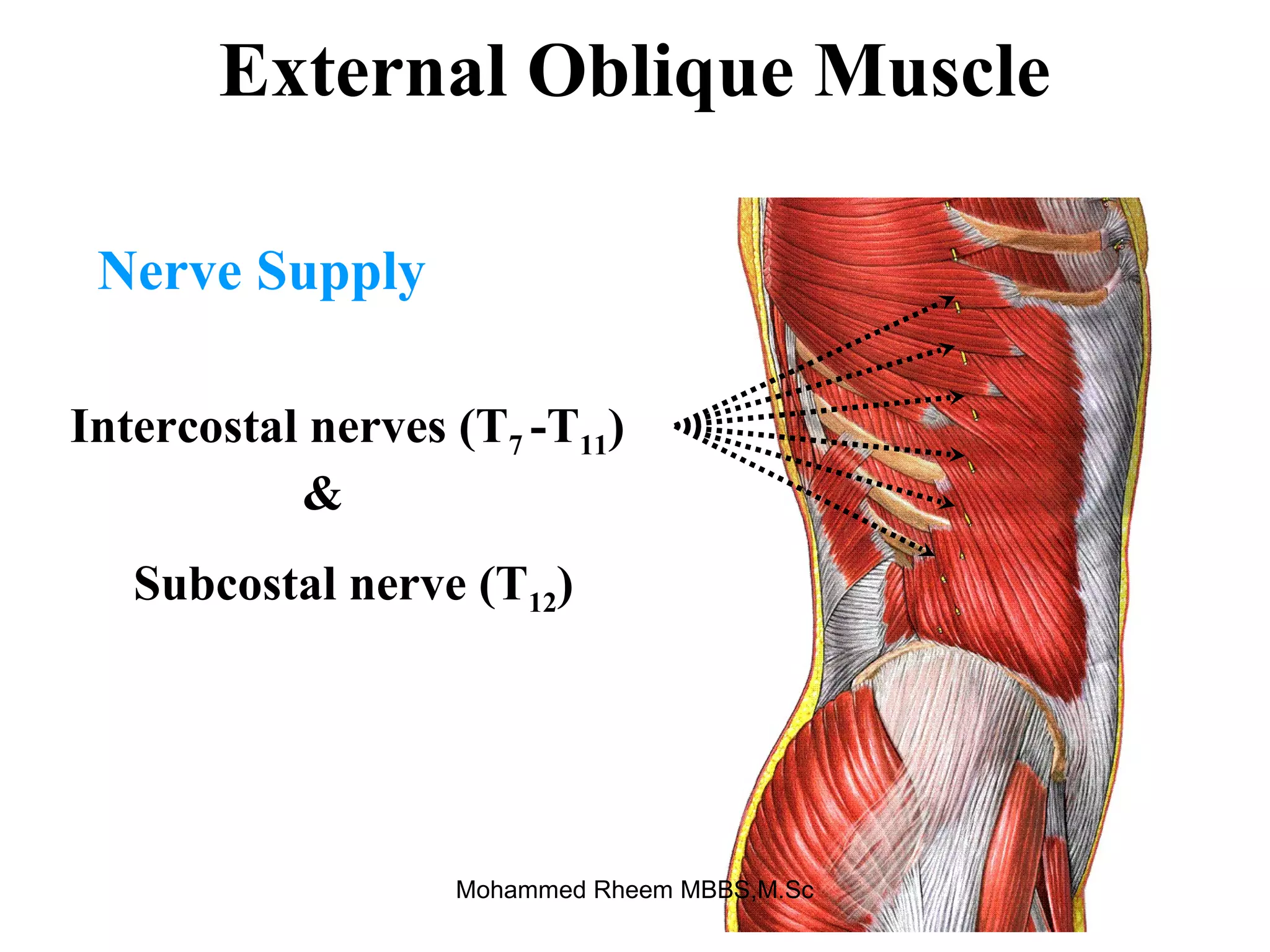 anterior abdominal wall | PPT