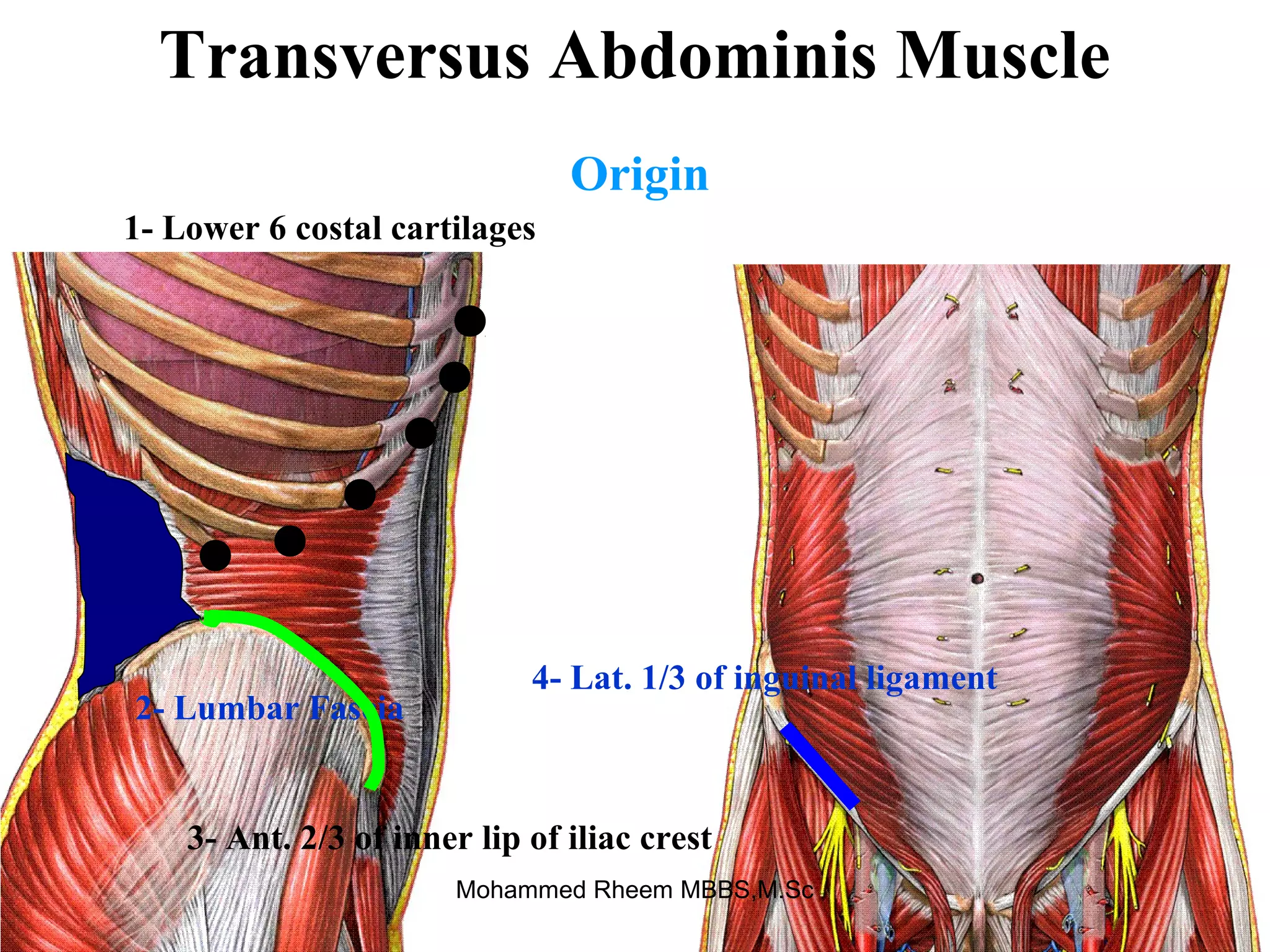 anterior abdominal wall | PPT
