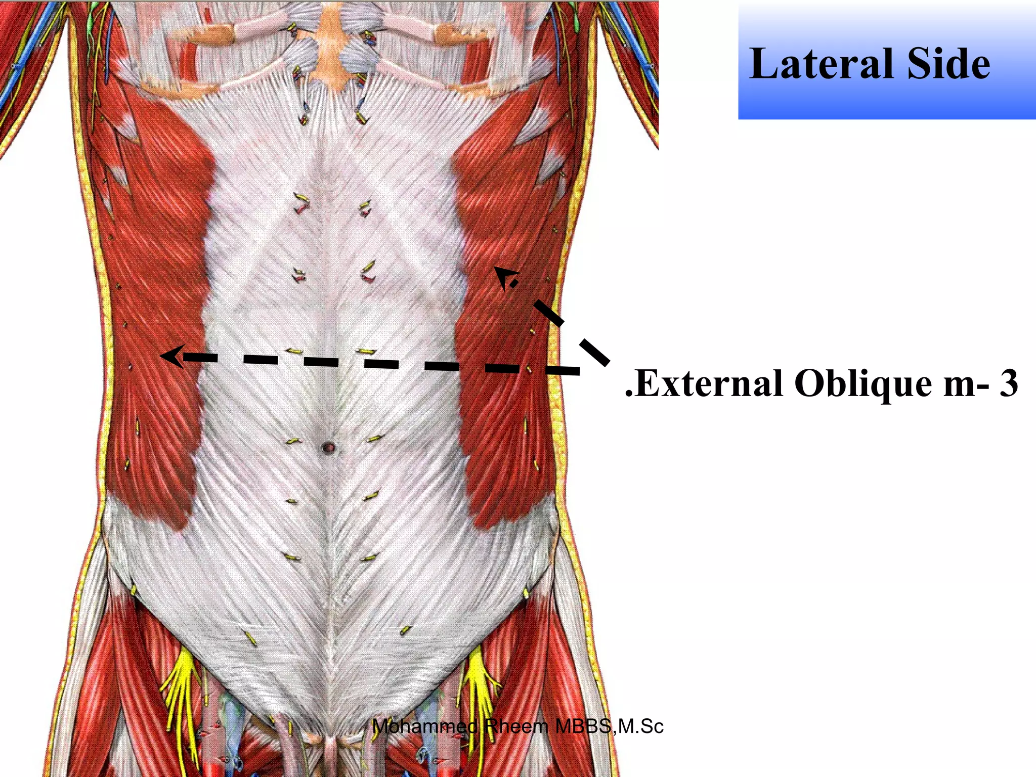 anterior abdominal wall | PPT