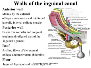 anterior abdominal wall | PPT