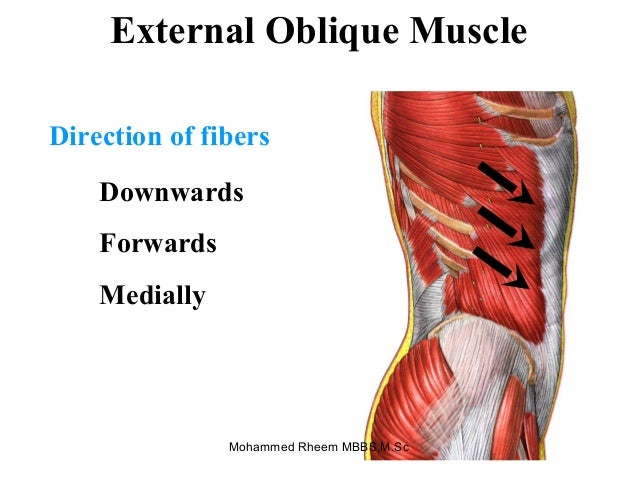 anterior abdominal wall
