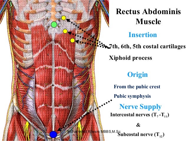 anterior abdominal wall