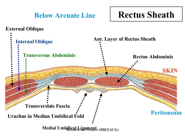 Arcuate Line