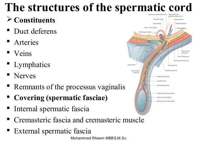 anterior abdominal wall