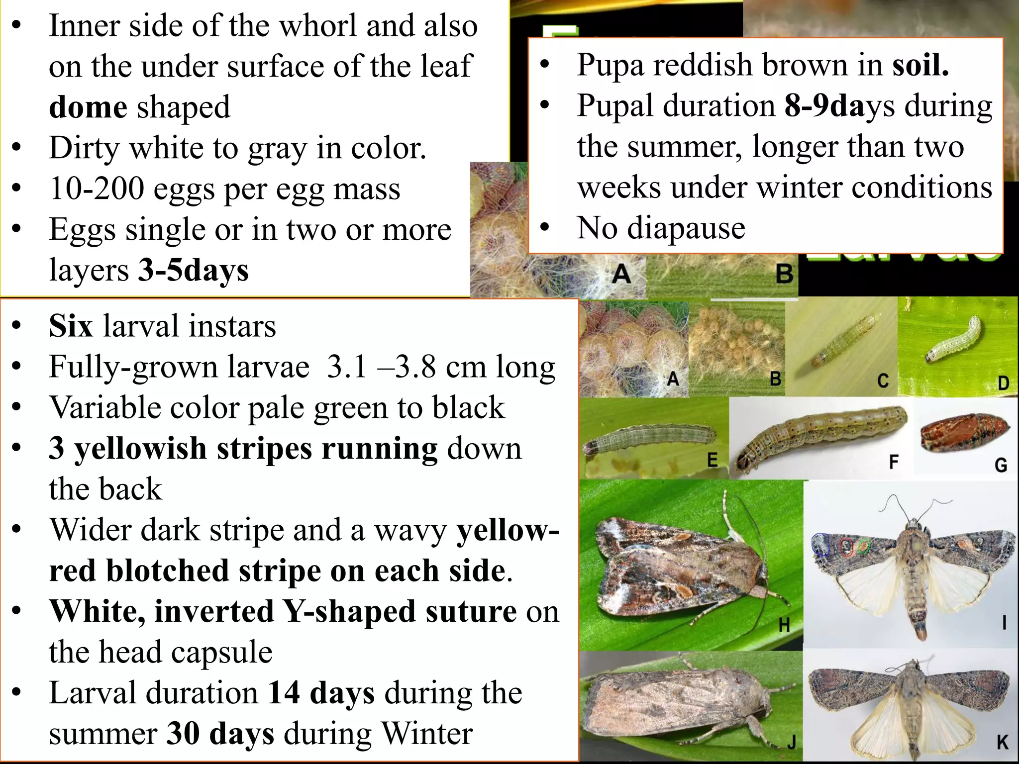 Invasive insect Pest in Last Decade|Invasive Alien Species (IAS ...