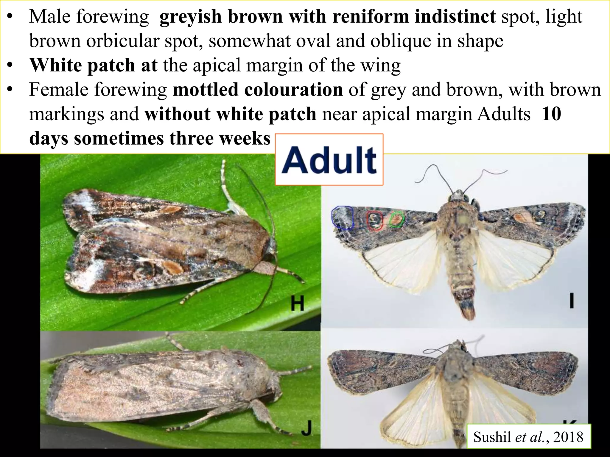 Invasive insect Pest in Last Decade|Invasive Alien Species (IAS ...