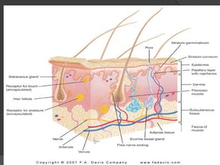 1. Basic structures and functions of skin | PPTX