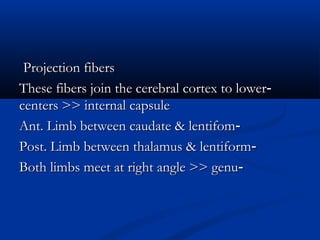 Radiological anatomy of the brain | PPT