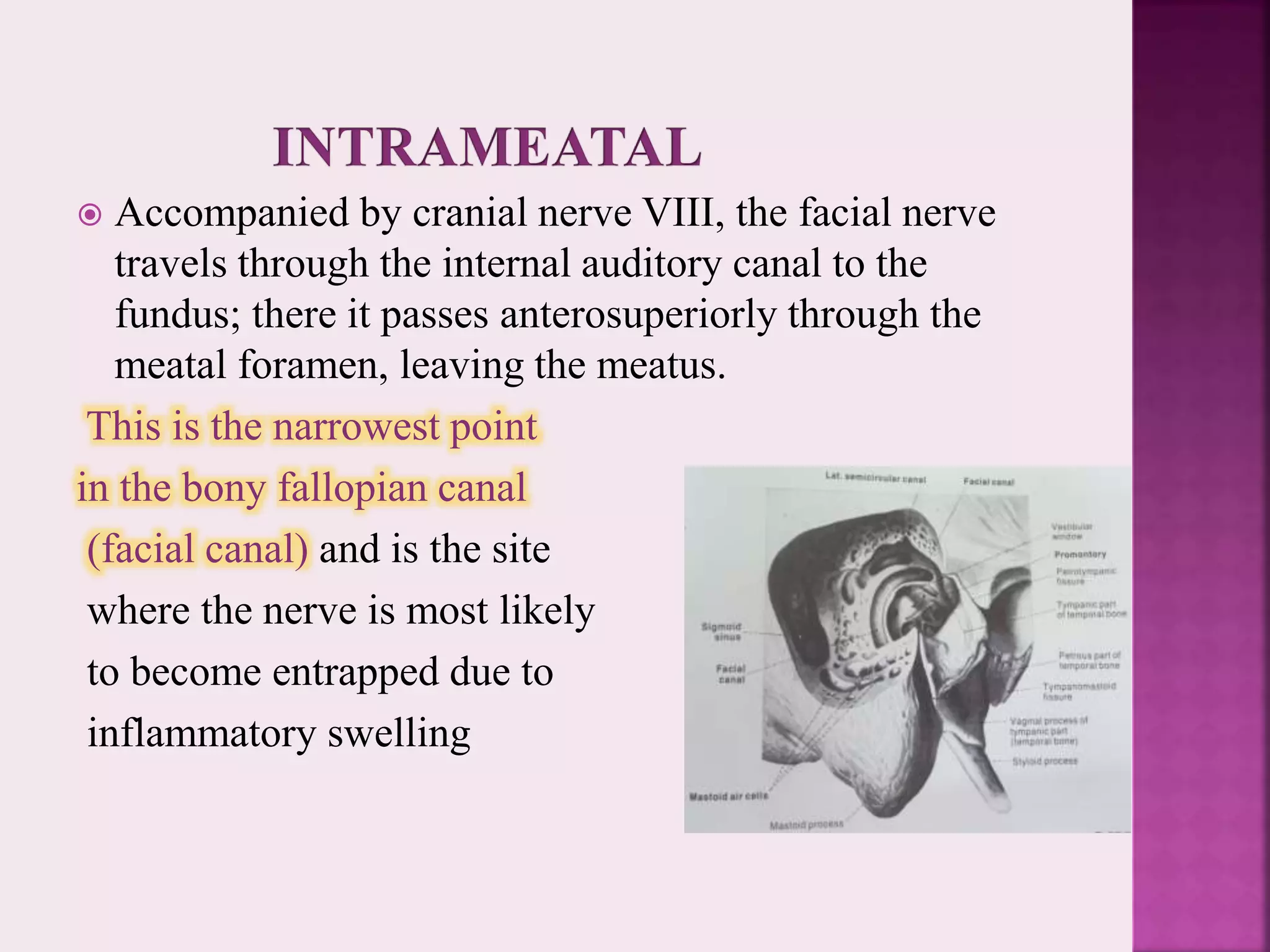 1.facial nerve | PPT