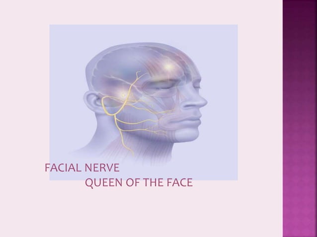 1.facial nerve | PPT