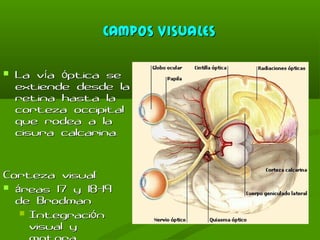Via visual | PPT