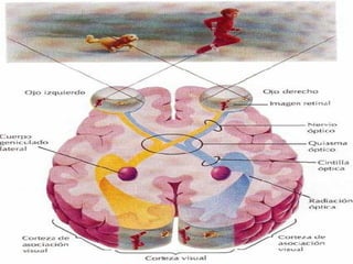 Via visual | PPT