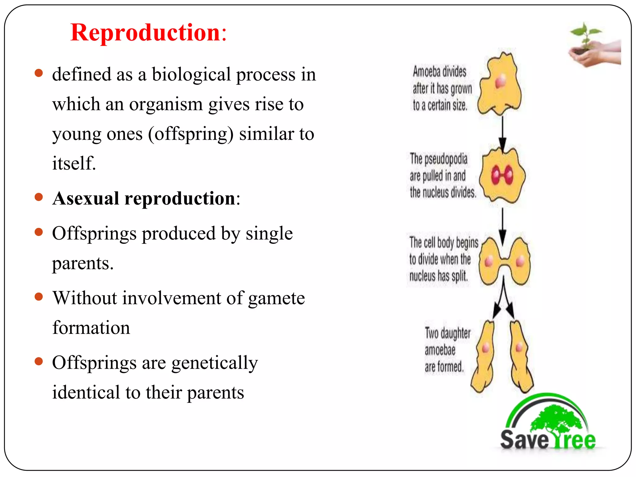 reproduction in organisms in cells division | PPT