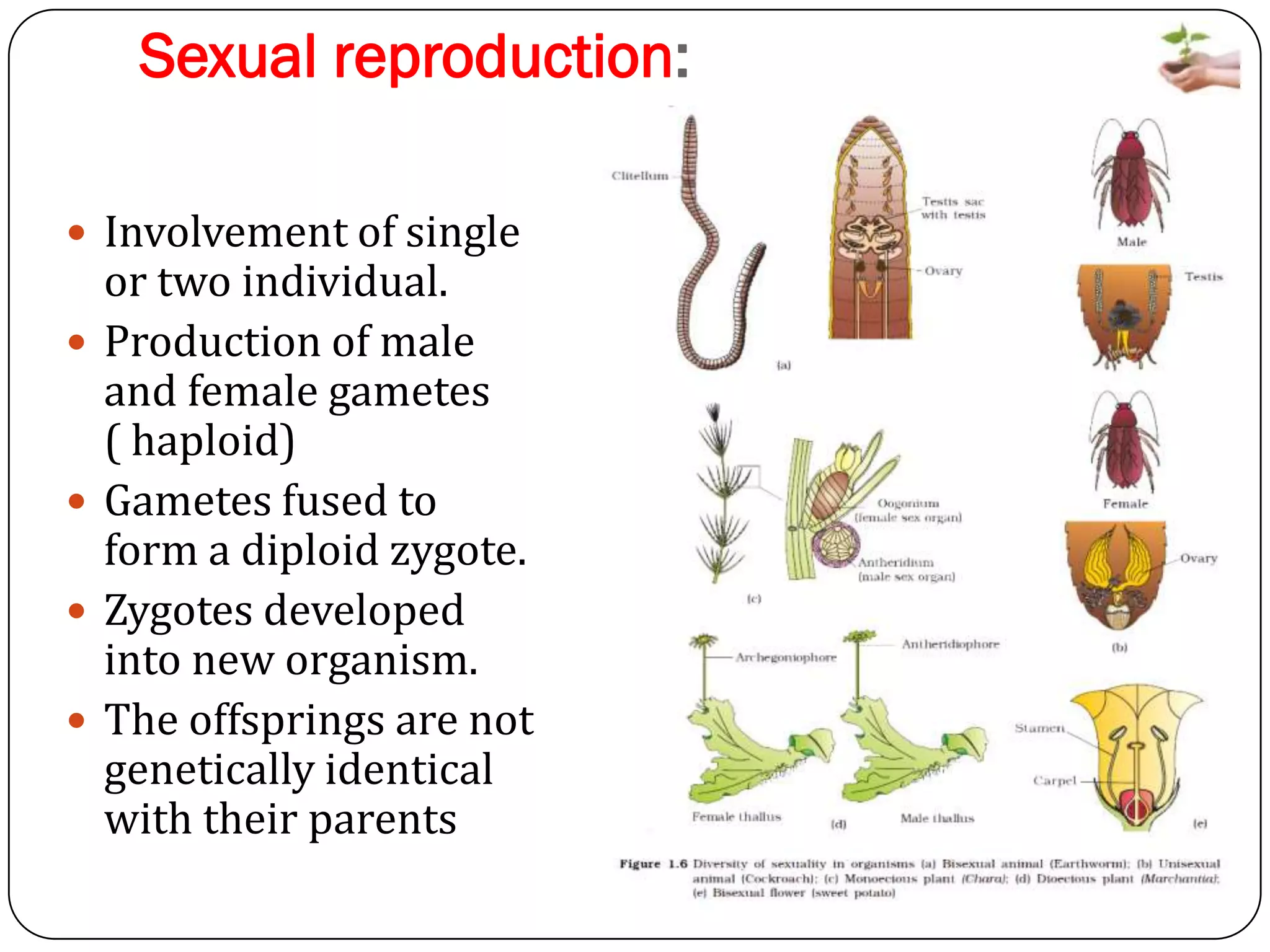 reproduction in organisms in cells division | PPT