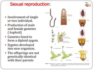 reproduction in organisms in cells division | PPT