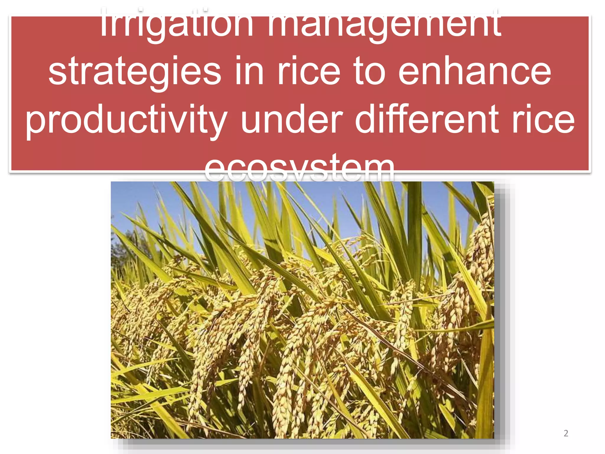 irrigation management in different rice establishment methods. | PPTX