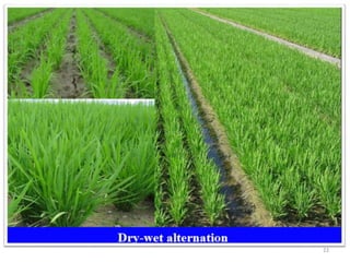 irrigation management in different rice establishment methods. | PPTX