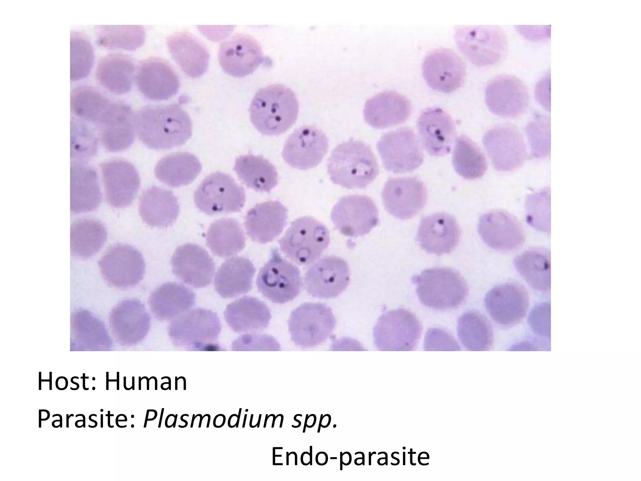 host parasite relationship | PPTX